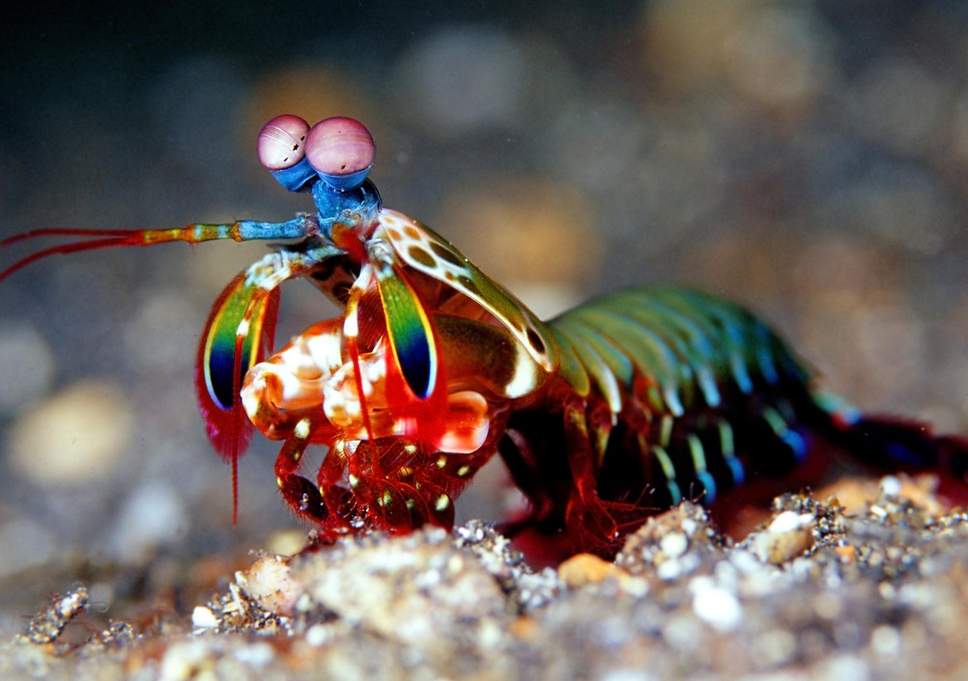 Mantis Shrimp Habitat